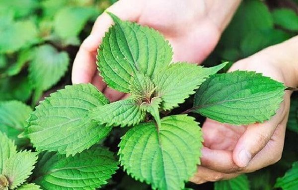 Carbophos 400Mg – Thuốc trị bệnh đường tiêu hóa của Pháp